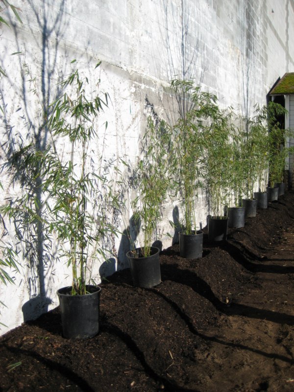 Fun Photos of Bamboo Plants and Jobs - Beauty & the Bamboo